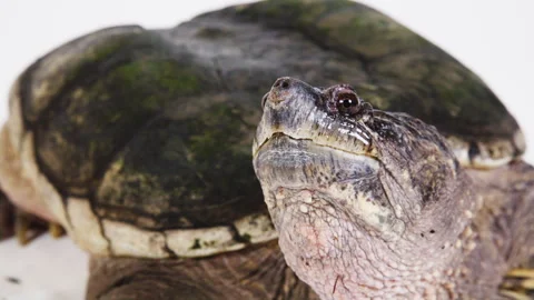 Close up of a snapping turtle face and s... | Stock Video | Pond5