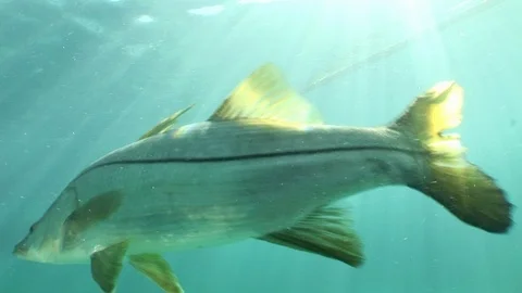 Snook Stock Video Footage | Royalty Free Snook Videos | Pond5