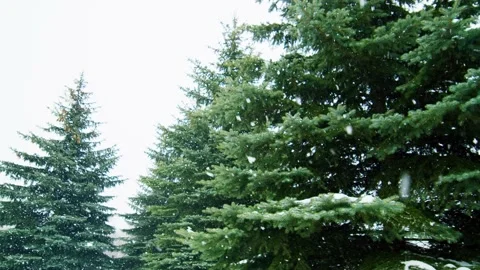Close Up Fir Stock Videos – Royalty-Free HD & 4K Videos