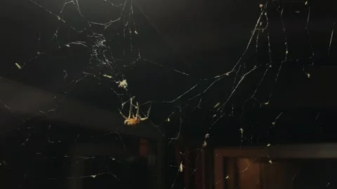 Close-up of a spider crawling on a web a... | Stock Video | Pond5