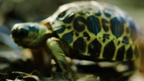 Close up of a Spider tortoise (Pyxis ara... | Stock Video | Pond5