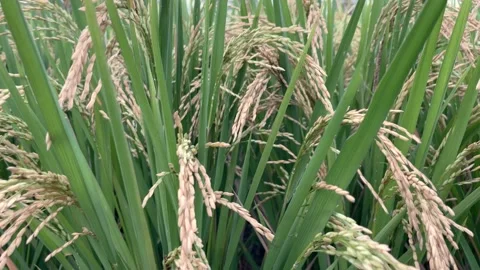 Close-up of spikelets of growing rice. W... | Stock Video | Pond5