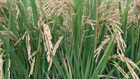 Close-up of spikelets of growing rice. W... | Stock Video | Pond5