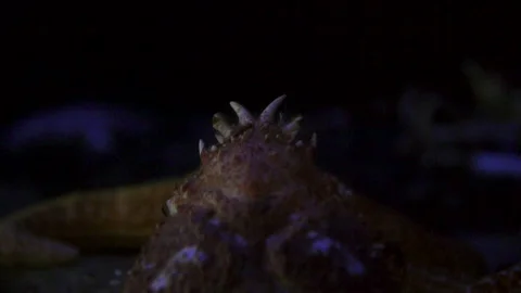 Close up of spikes on crab's body under ... | Stock Video | Pond5