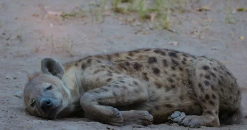 Close-up. Spotted female Hyena lying and... | Stock Video | Pond5