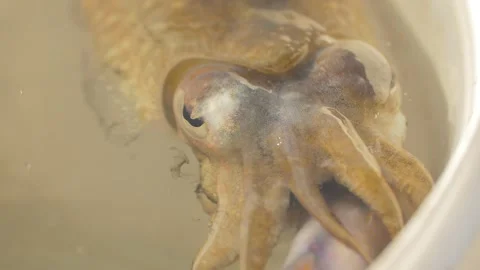 Close-up of a squid in a basin with its ... | Stock Video | Pond5