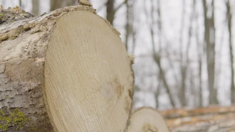 Close up on stacked hardwood tree trunks... | Stock Video | Pond5