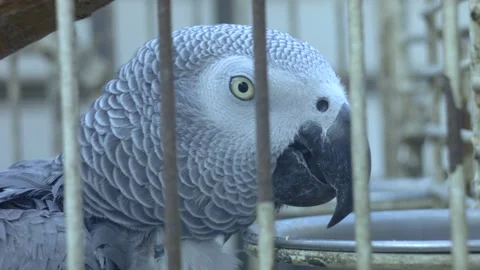 close still shot of head of an african p... | Stock Video | Pond5