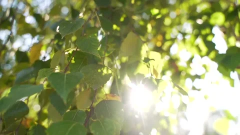 Close up. The sun shines through the lea... | Stock Video | Pond5