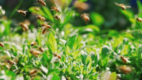 Close up of swarm of bees, honey bee fly... | Stock Video | Pond5