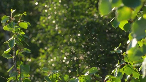 Close up of A swarm of gnats flying in n... | Stock Video | Pond5