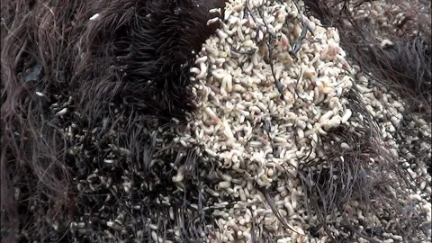 Close Up of Swarming Maggots then Zoom... | Stock Video | Pond5