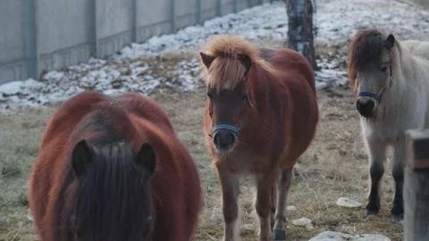 Close-up of Three Ponies on Ranch in Win... | Stock Video | Pond5