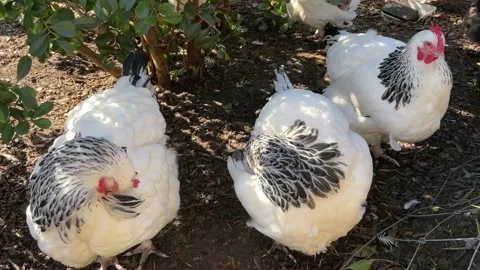 Chickens Neck Stock Videos – Royalty-Free HD & 4K Videos