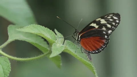 Butterfly Close Up Stock Video Footage | Royalty Free Butterfly Close ...