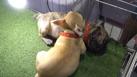 Tiger Puppr Stock Videos – Royalty-Free HD & 4K Videos | Pond5