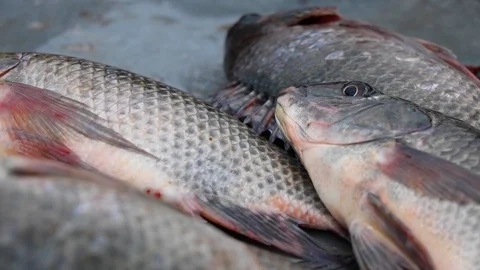 Close-up of Tilapia fish gasping for air... | Stock Video | Pond5