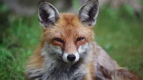 close up of tired fox laying in grass op... | Stock Video | Pond5