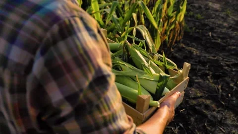 Top Up Box Stock Videos – Royalty-Free HD & 4K Videos