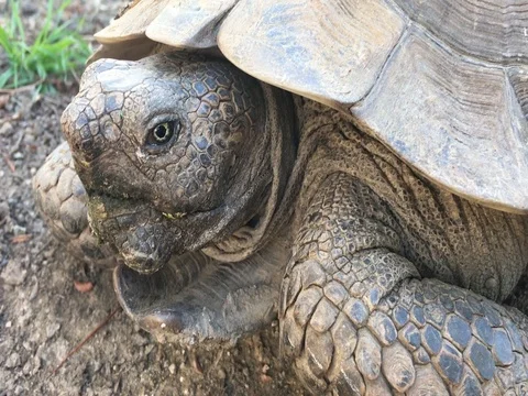 Close-Up Tortoise Face | Stock Video | Pond5