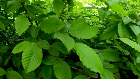 Close up tree and leaves - sliding came... | Stock Video | Pond5