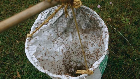 Hand Ants Stock Videos – Royalty-Free HD & 4K Videos | Pond5