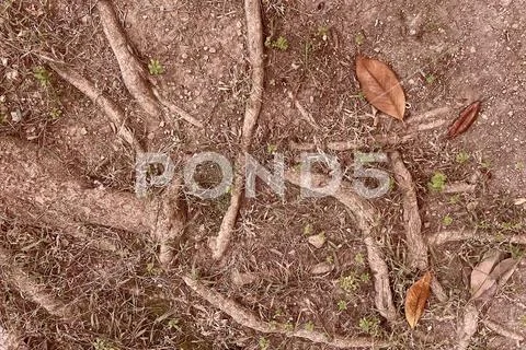 Close-Up of Tree Roots Spread Across Soil with Fallen Leaves ~ Hi Res ...