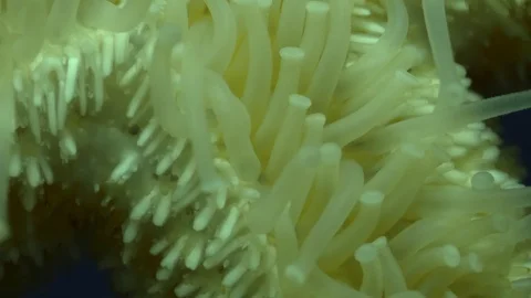 Sea Tube Stock Videos – Royalty-Free HD & 4K Videos