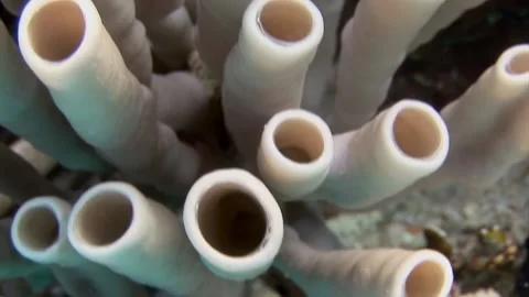 Close-up tubular coral on coral reef on ... | Stock Video | Pond5