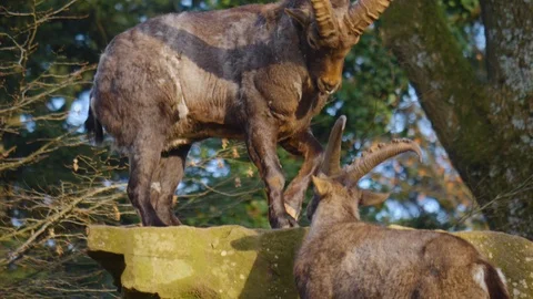Close up of two alpine ibex fighting | Stock Video | Pond5
