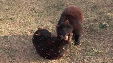 CLOSE UP: Two happy black bears having f... | Stock Video | Pond5