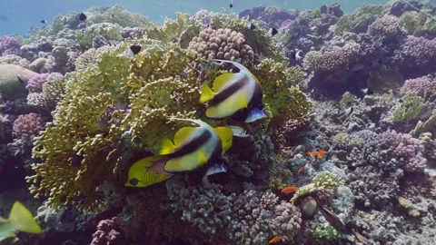 Close-up of two pairs of tropical fish G... | Stock Video | Pond5
