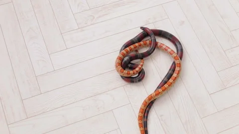 Close-up of two snakes on white backgrou... | Stock Video | Pond5