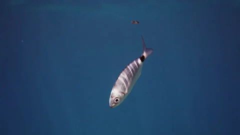 Close up underwater shot of a fish Annul... | Stock Video | Pond5
