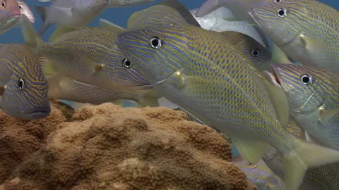 Fin Picture Stock Videos – Royalty-Free HD & 4K Videos