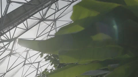 Close Ups Of A Plant In The Eden Project... | Stock Video | Pond5