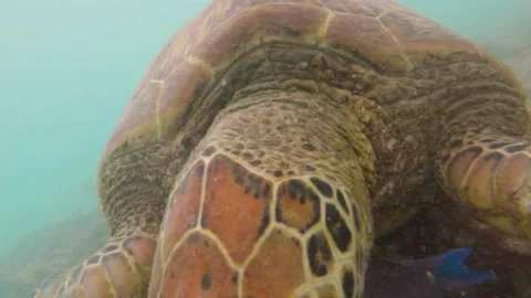 Close up of a very big sea turtle in a t... | Stock Video | Pond5