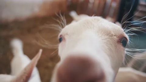 Close-up of very funny baby goat touchin... | Stock Video | Pond5
