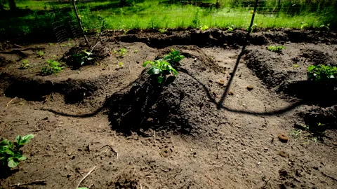 Big Back Potato Stock Videos – Royalty-Free HD & 4K Videos | Pond5