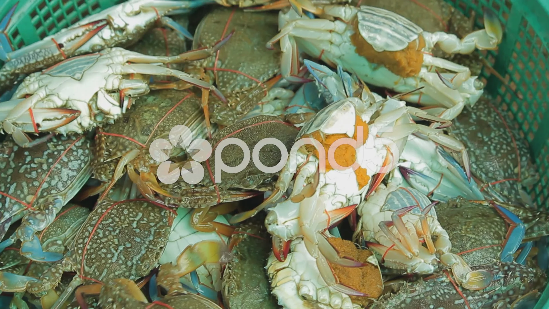 Plastic Bushel Baskets For Shellfish
