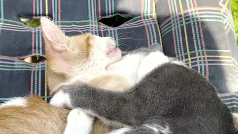 Animal X Video Stock Videos – Royalty-Free HD & 4K Videos | Page 6