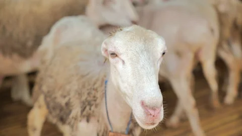 Video Of Peni Stock Videos – Royalty-Free HD & 4K Videos | Pond5