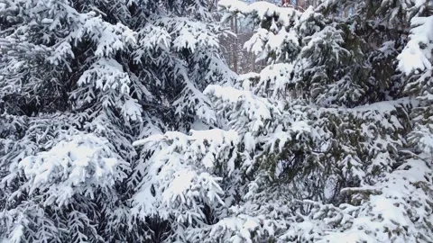 Close Up Fir Stock Videos – Royalty-Free HD & 4K Videos