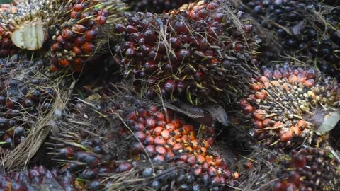 Owned Up Stock Videos – Royalty-Free HD & 4K Videos | Pond5