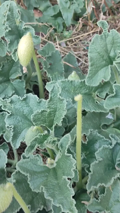 Squirt Video Stock Videos – Royalty-Free HD & 4K Videos | Pond5