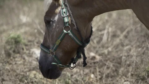 Spanish Food Video Stock Videos – Royalty-Free HD & 4K Videos | Pond5