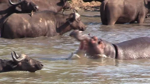 Angry Hippo Stock Videos – Royalty-Free HD & 4K Videos