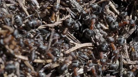 Close-up view of ants in an anthill | Stock Video | Pond5