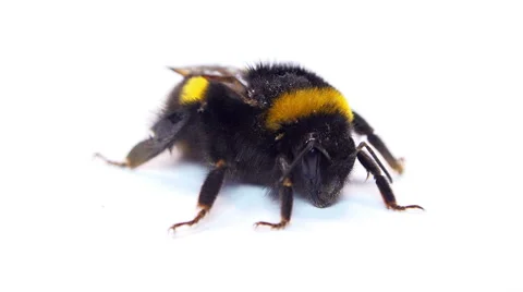 Close-up View of Bumblebee on white back... | Stock Video | Pond5