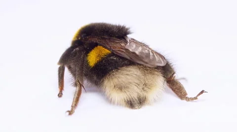 Close-up View of Bumblebee on white back... | Stock Video | Pond5